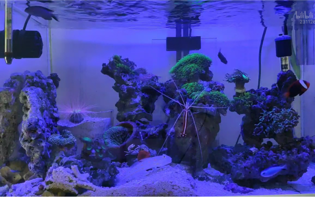 60过滤桶+蛋分海缸之医生虾的胡须
