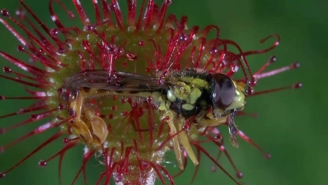 BBC纪录片微观世界:越是美丽的东西,越是隐藏着致命杀机