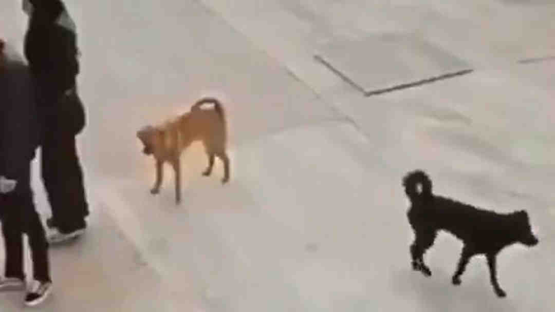 训练后的条件反射!女孩一个随意下蹲动作,狗子立即联想到了尿尿