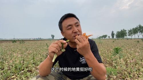 地黄的三种叫法和吃法,小波带大家看看实物,看完终于知道了