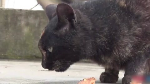 四川惊现世界最长寿高龄猫 36岁健康活泼