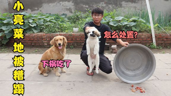 小亮家菜地被糟蹋,设计陷阱抓凶手竟是一只小狗,该怎么处置它?