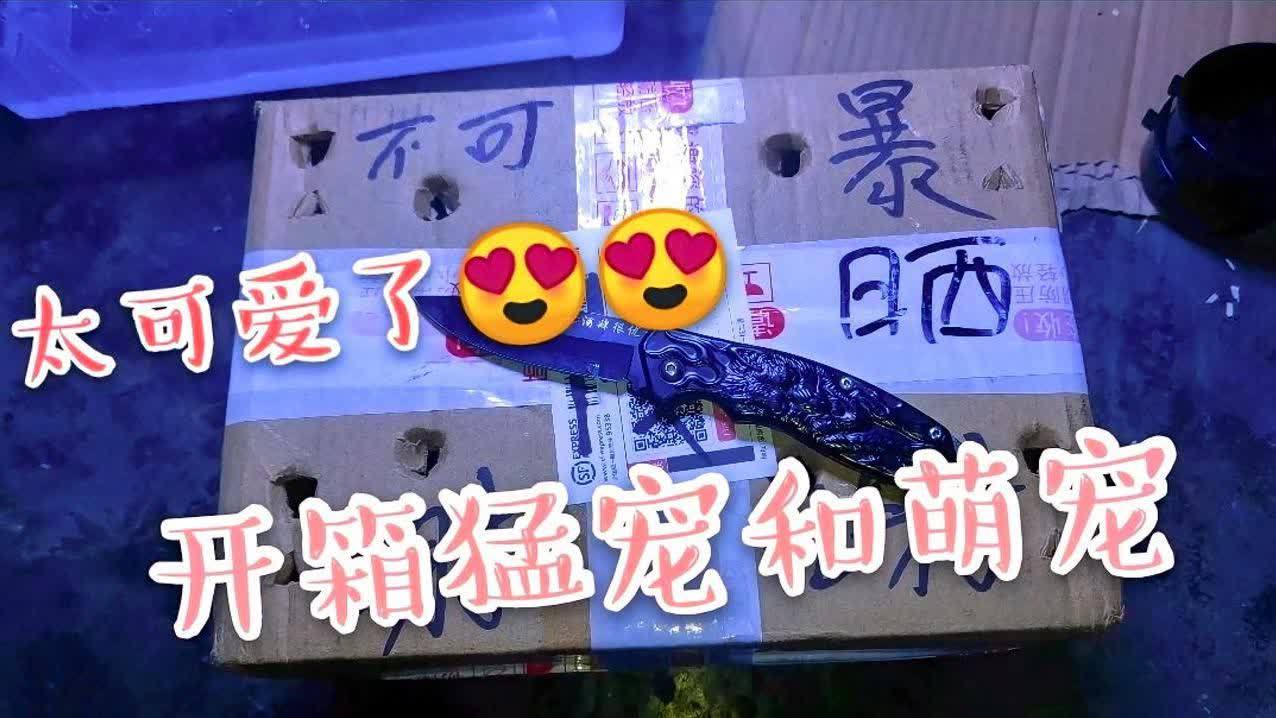 网购开箱活体宠物,凶猛宠物和呆萌宠物之间的竞争,谁会胜出呢