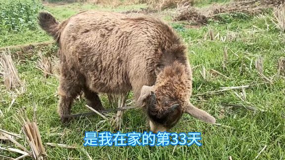 普通湖北人这段时间在家干嘛,湖北女孩一边放羊一边告诉你