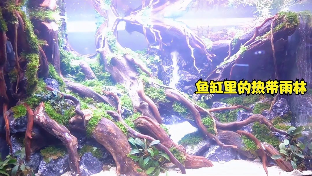60厘米鱼缸造景,一堆烂木头,搭建的热带雨林景观