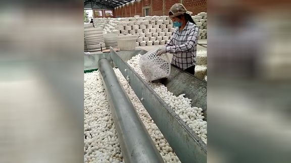 成千上万的蚕宝宝要变成蚕丝被了