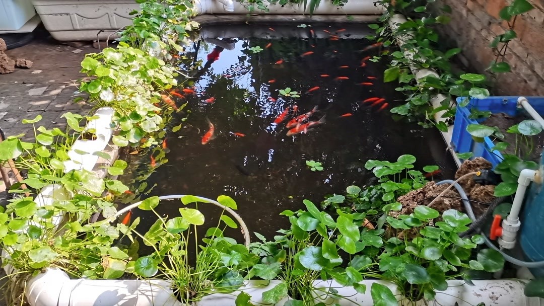 利用铜钱草植物过滤,模拟大自然生态环境,这样养鱼就不会死了