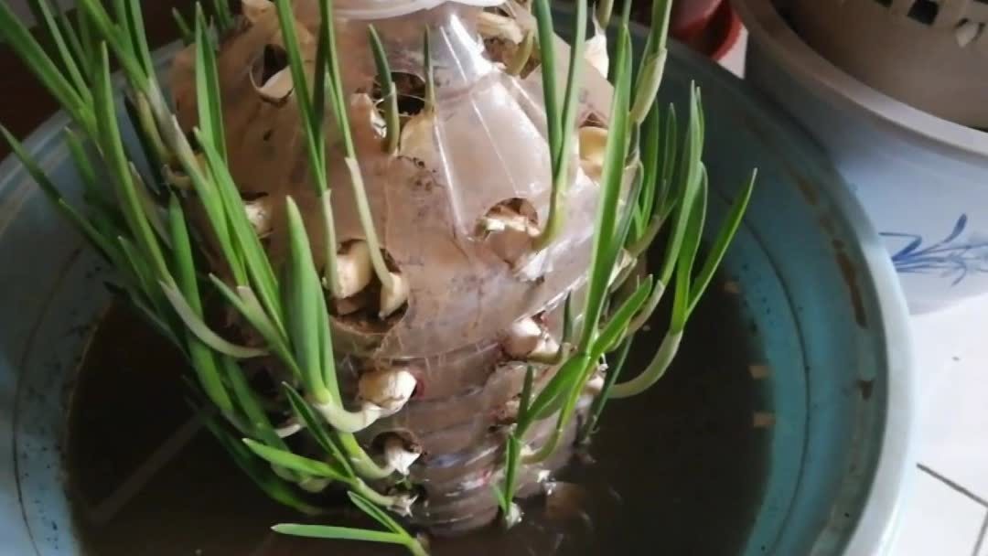 蔬菜成长日记。方便简单的种蒜苗。