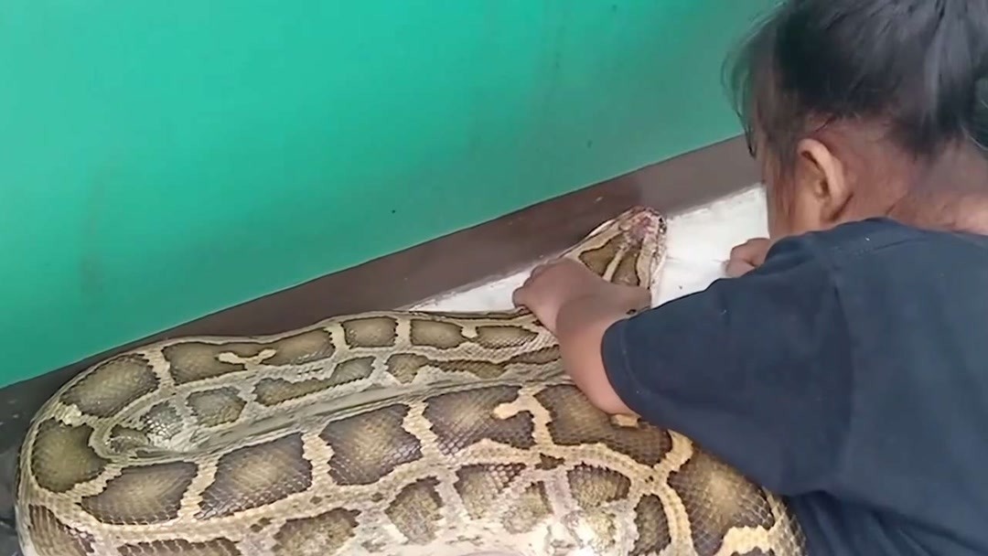 怕人!巨蟒得了口腔溃疡 印尼3岁女童为其上药