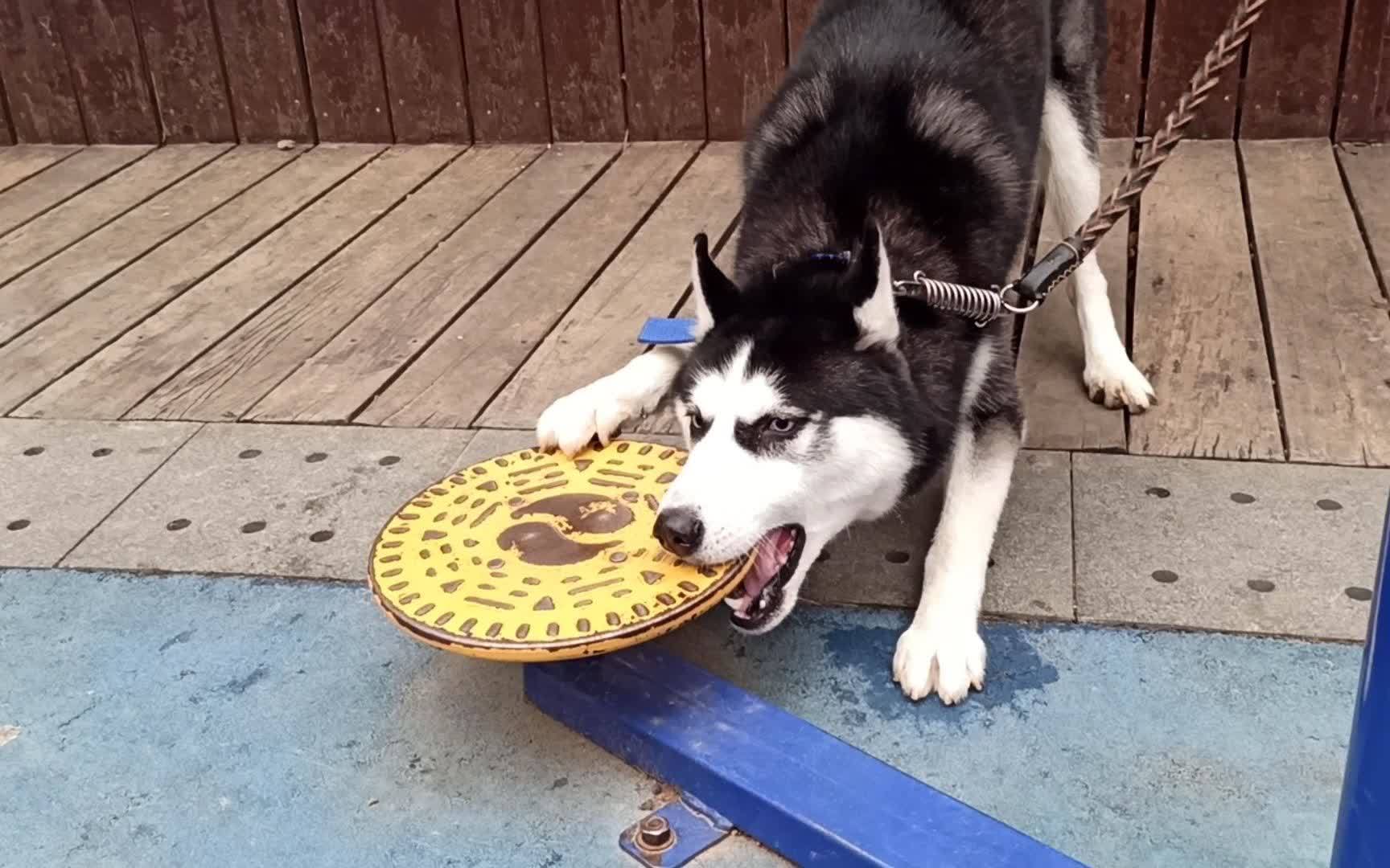 主人带二哈健身,刚开始还好好的,最后它狂拆健身器