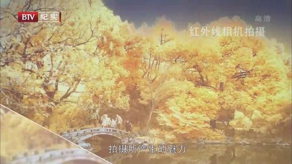 张洁用多种表现手法拍摄古树,意外用红外线相机拍出了特别的效果