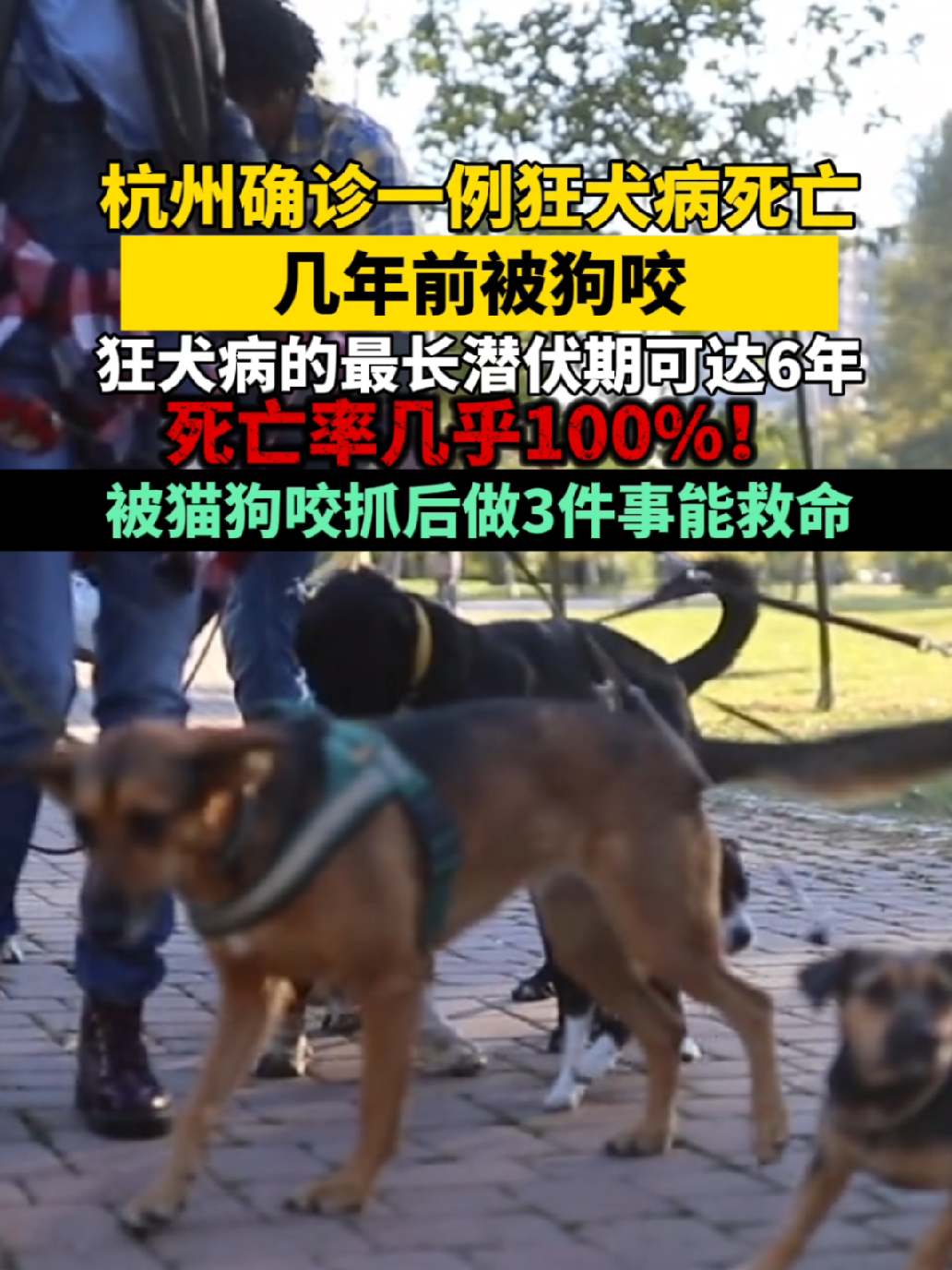 杭州确诊一例狂犬病死亡几年前被狗咬狂犬病的最长潜伏期可达6年