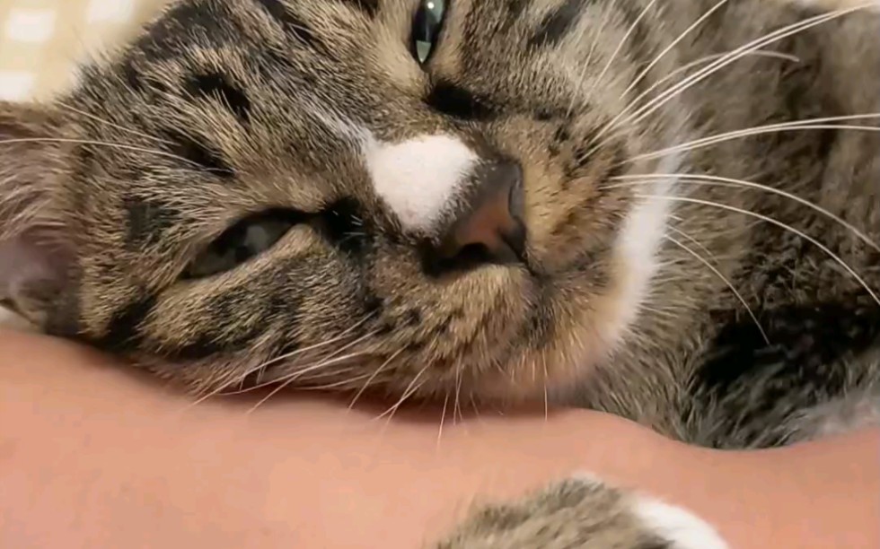 这狸花猫也太太太太太太太会撒娇了吧