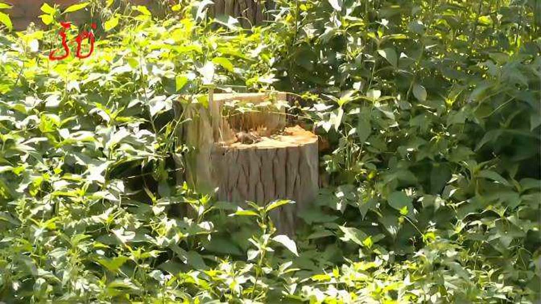 咋回事?主人毫不知情 自家的26棵树却被人砍伐