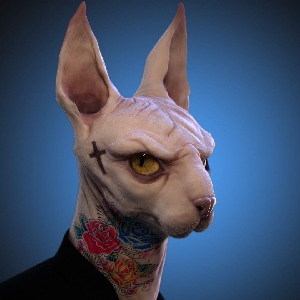 猫头不灰 