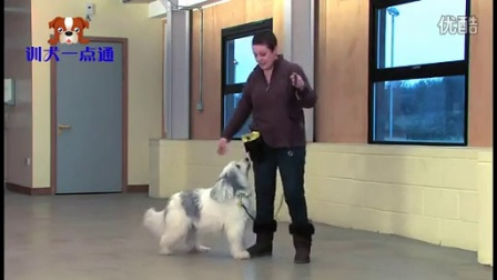 训狗教程 怎么训练狗狗上厕所