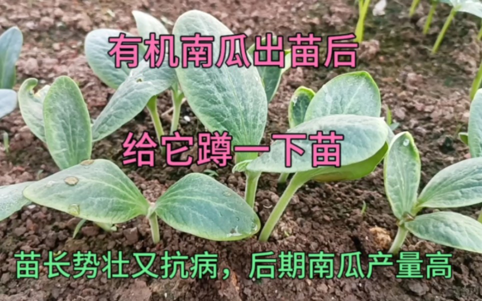南瓜什么时候移栽好?移栽前蹲下苗,后期南瓜抗病又高产