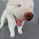 鸢哥游戏解说 