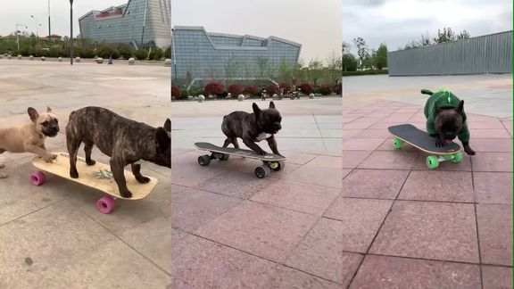 这是我见过最厉害的狗狗