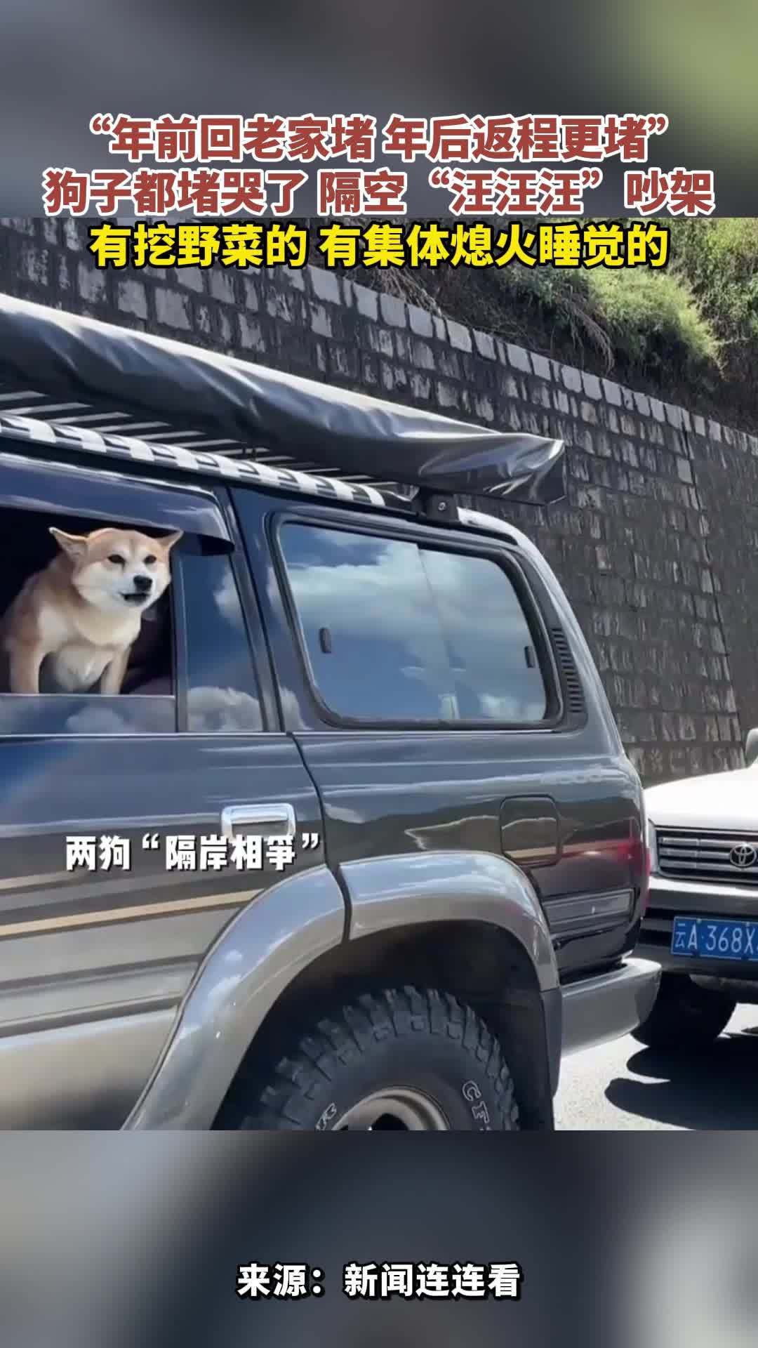 "年前回老家堵 年后返程更堵",狗子都堵哭了 ,隔空吵架