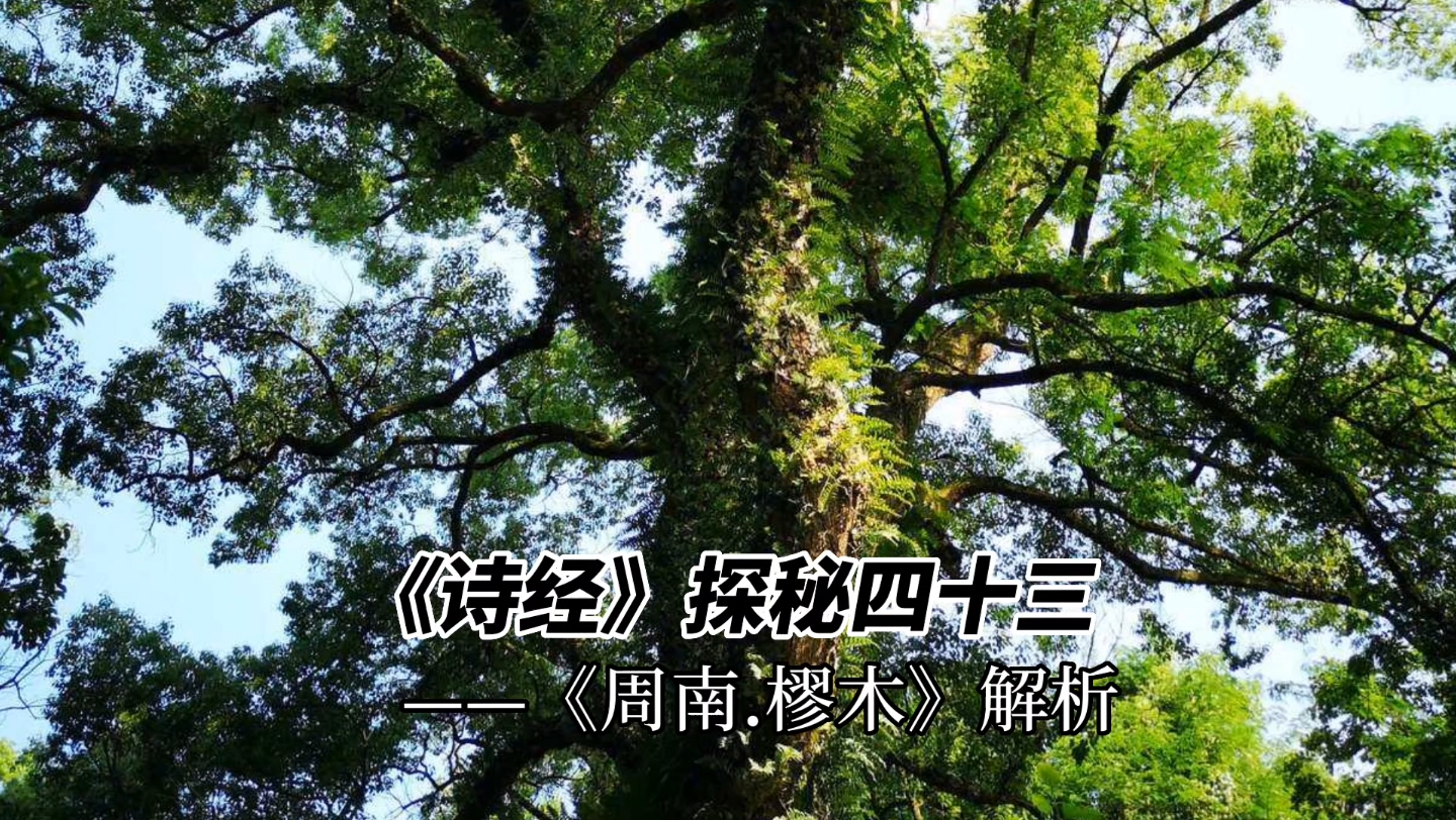 《诗经》探秘四十三——《周南.樛木》解析