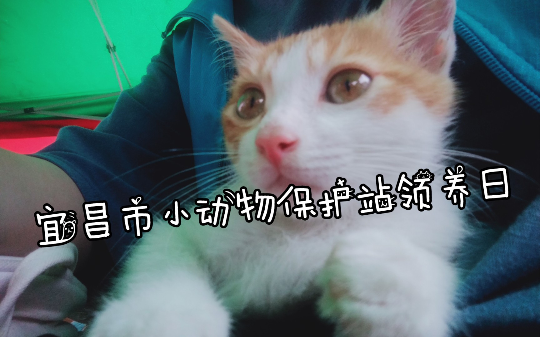 宜昌市小动物保护站领养日