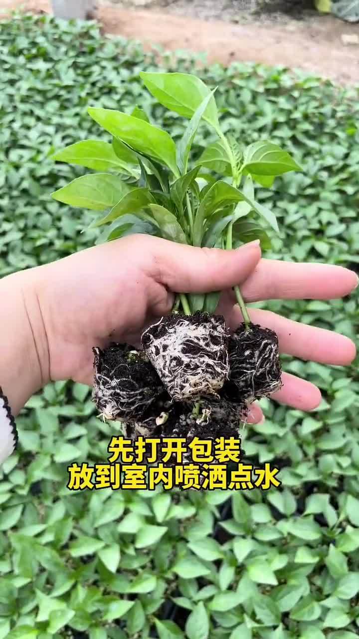 辣椒苗种植管理方法 辣椒 辣椒苗 家庭种植 农业种植