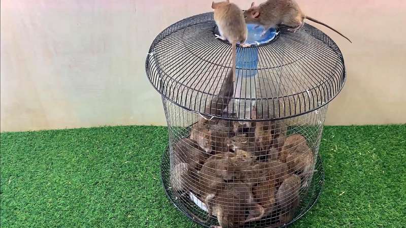 如何用塑料管和铁网制作捕鼠器?方法简单易学!