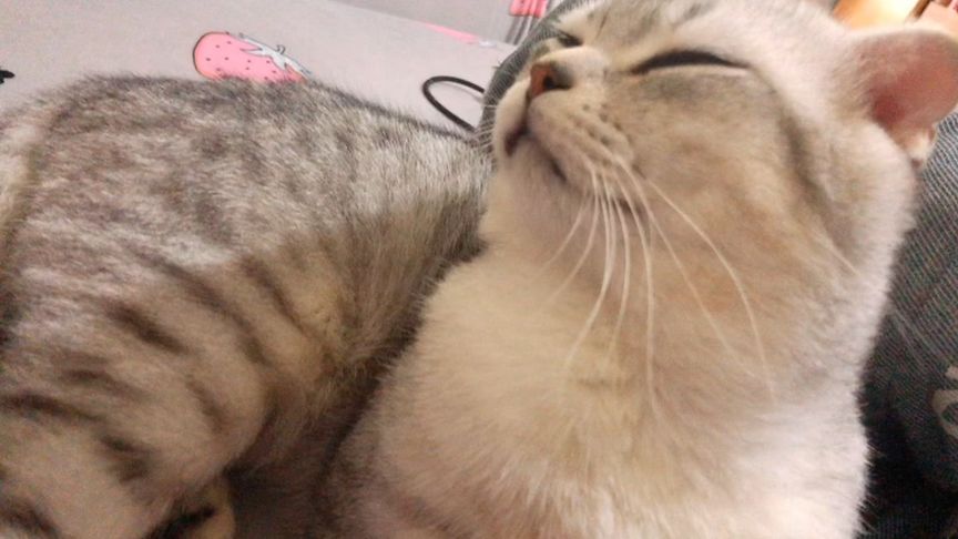 《猫咪信任度测试之没有一点难度》