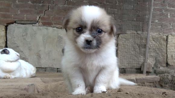 给宠物起名的全过程,我家的6只小狗超可爱,终于有名字了!