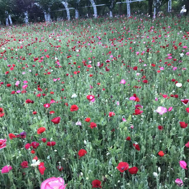 花仙草 