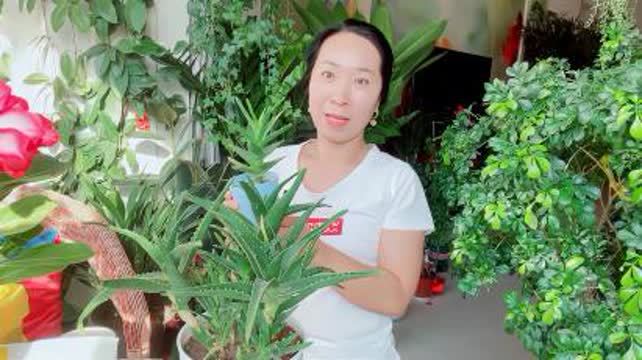 芦荟这样养护,一盆变多盆!