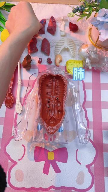 语音百科人体模型,可以拆装