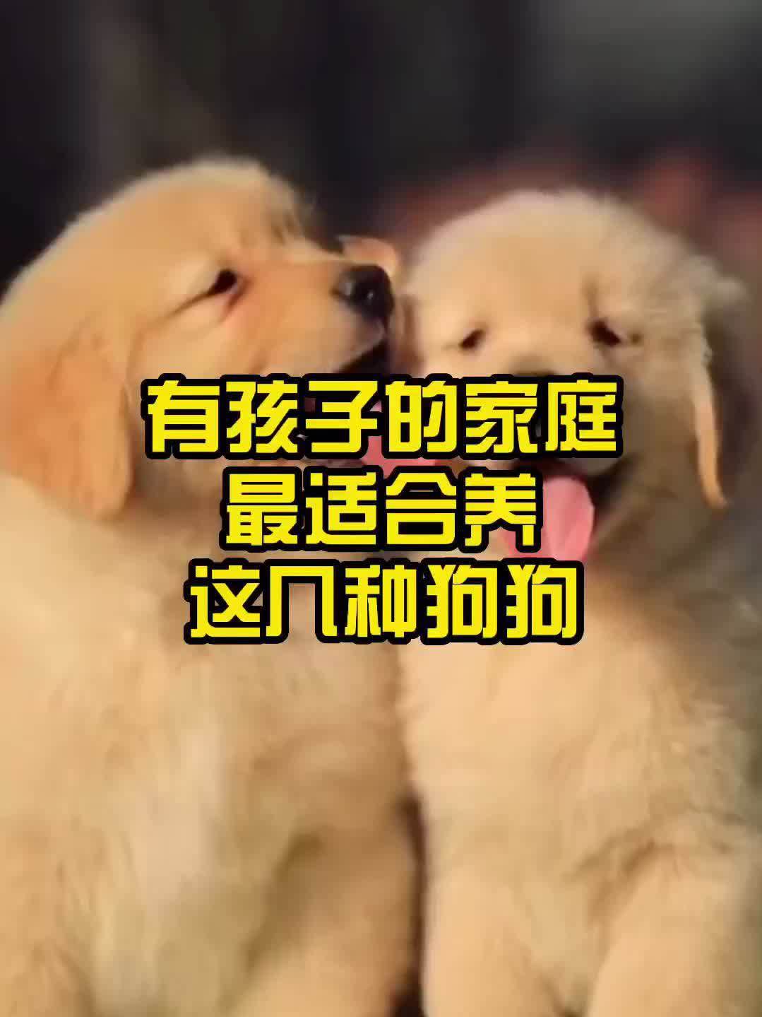 有孩子的家庭最适合养这几种狗狗 狗狗养狗萌宠知识