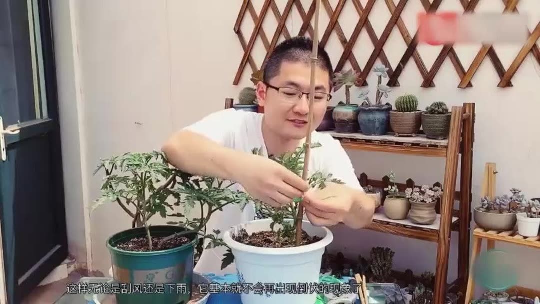 盆栽番茄开花了,做好这两点就能顺利结果