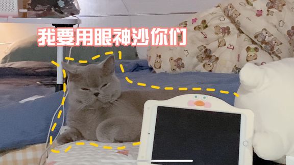 猫咪吃醋是什么样子?哭泣?难过?撒娇?旺财居然是这样…