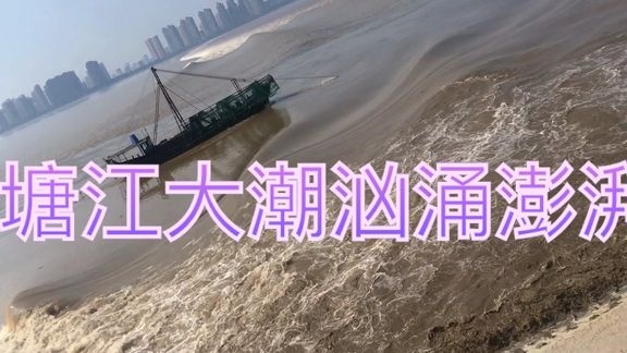 钱塘江大潮比往年更加壮观。
