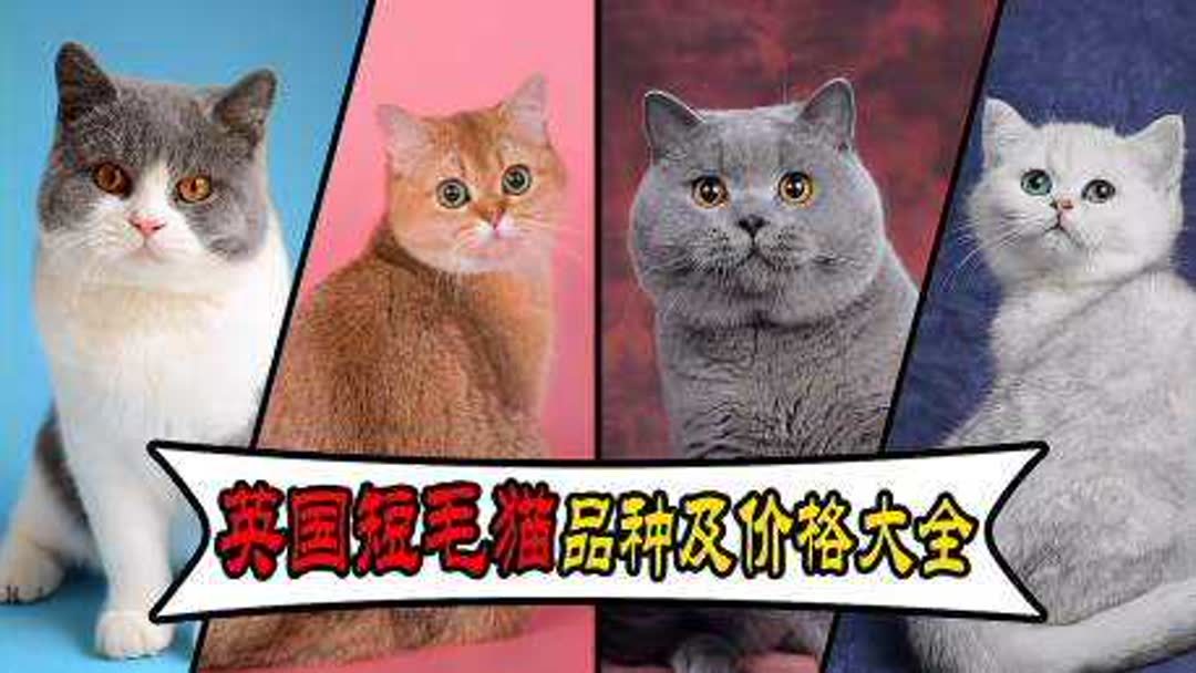 英国短毛猫品种及价格大全