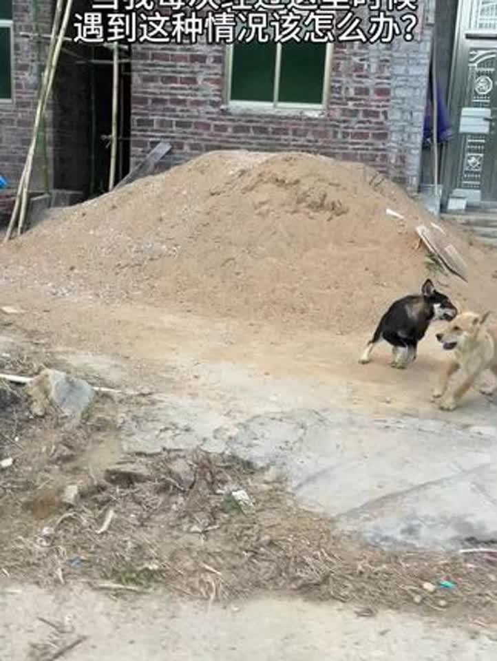 遇到这种情况应该怎么办?#动物的迷惑行为 #回村的生活 #当代大学生...