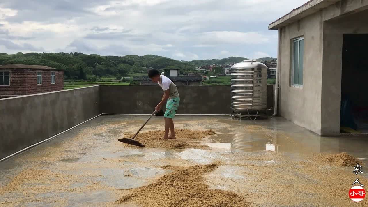 看小哥到这样收稻谷,是否想起了,你小时候?