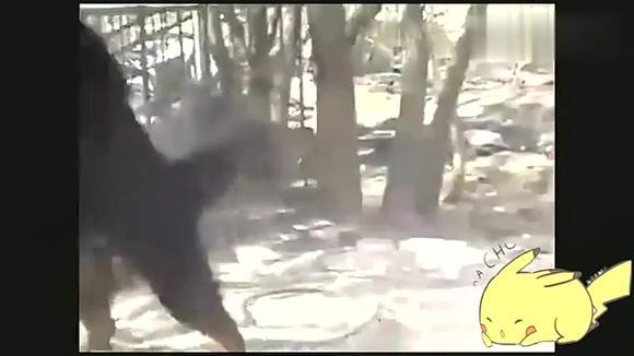 野生藏獒就是猛,打架凶残无比,战况太激烈