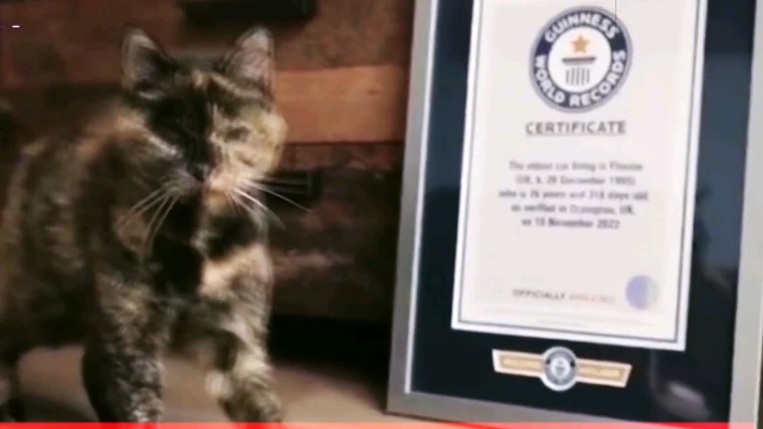 世界上最长寿且在世的猫,Poppy