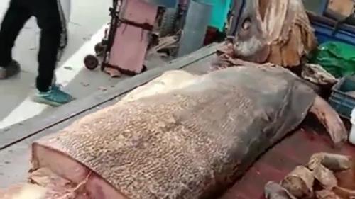 这鱼也是老演员了,大爷靠这个已经买房了,北海网友"你们是打算再资助...