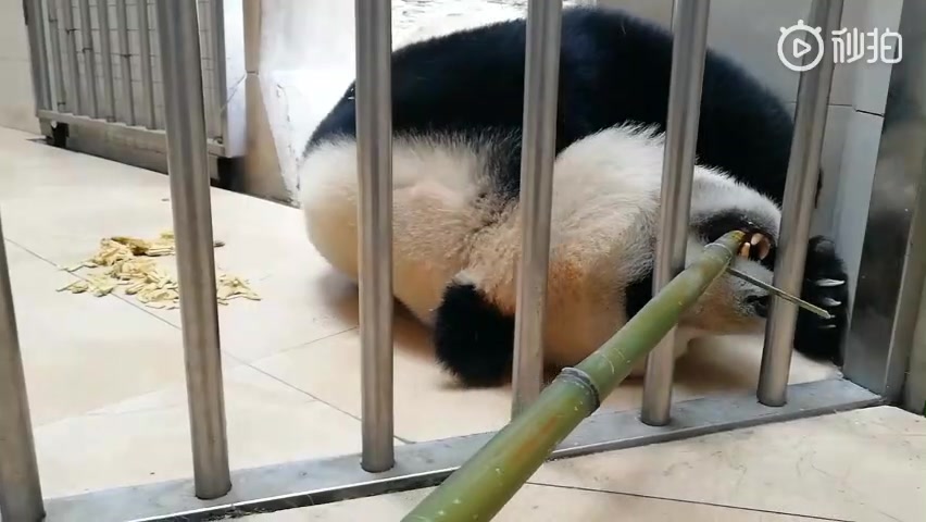 【开眼看世界】震惊!高智商大熊猫运竹子,结果你想不到~