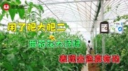 番茄种植攻略:使用肥大肥二方案,番茄花大顶绿茎秆粗壮有力!