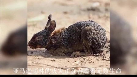 亚马逊森林正在遭受重大火灾