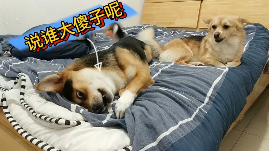 主人用狗语翻译器和狗狗交流,狗狗竟然听懂了!主人直呼好神奇!