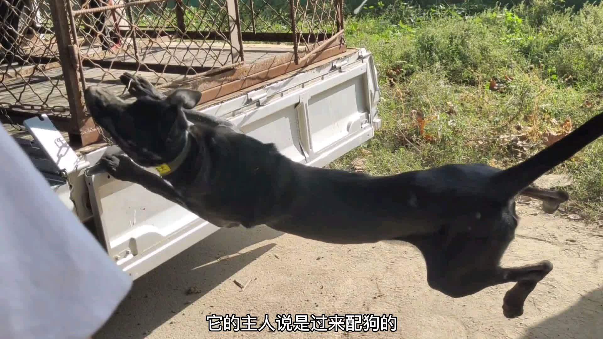 山东农村狗市说黑狼犬咬人,马犬训的真听话,主人说细狗