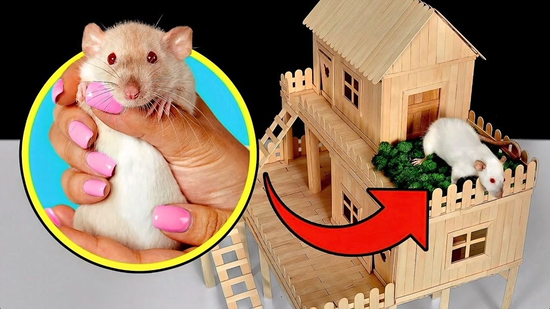 山姆和苏为仓鼠搭建了一栋房子! 房子全部是用冰棒棍搭建的哦!