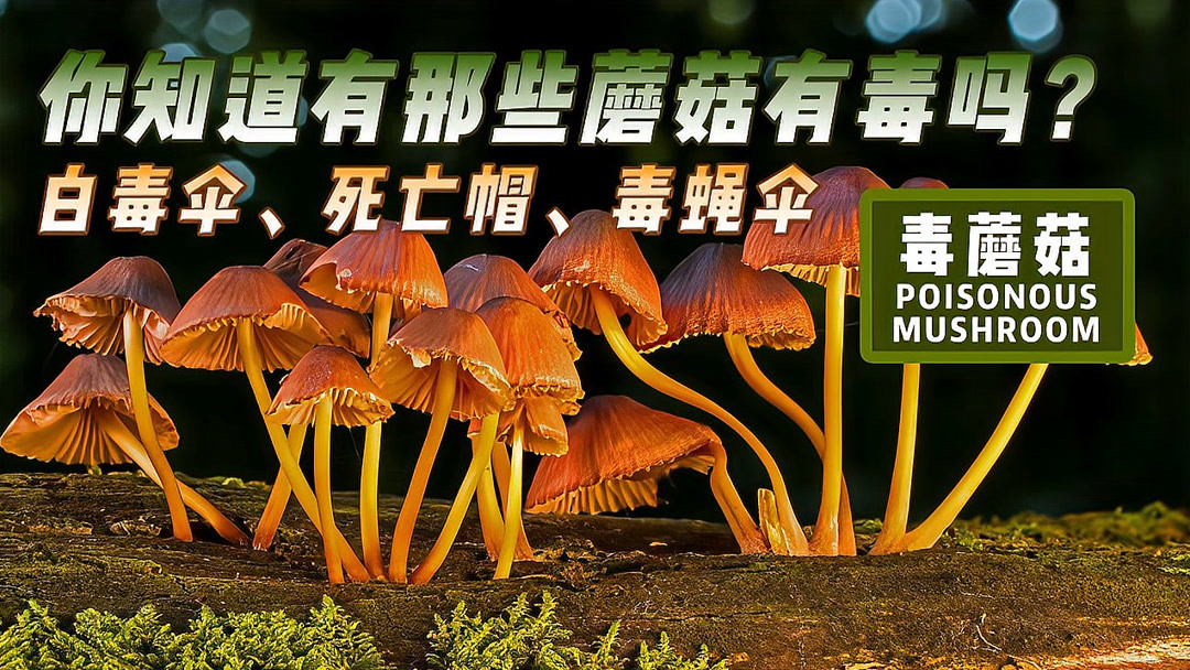 盘点世界十大有毒蘑菇,遇到敬而远之,切勿采摘